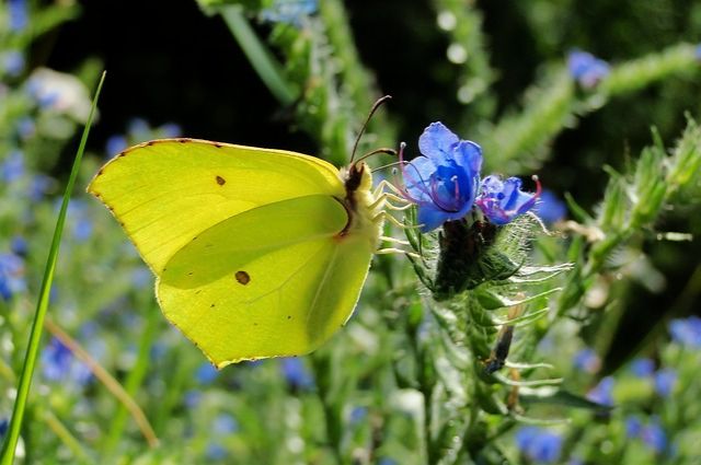 Najpiękniejsze motyle w Polsce - zobacz je u nas - KobietaMag.pl