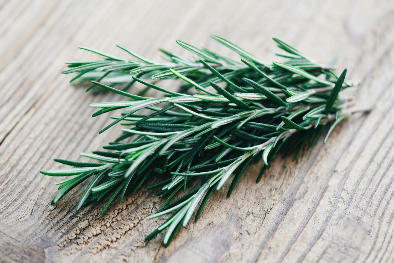 Rozmaryn na włosy to hit TikToka! Czy warto go stosować? - KobietaMag.pl