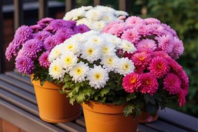 Chryzantema w doniczce – jak dbać? - KobietaMag.pl
