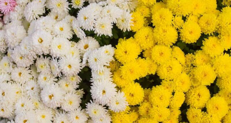 Chryzantema w doniczce – jak dbać? - KobietaMag.pl